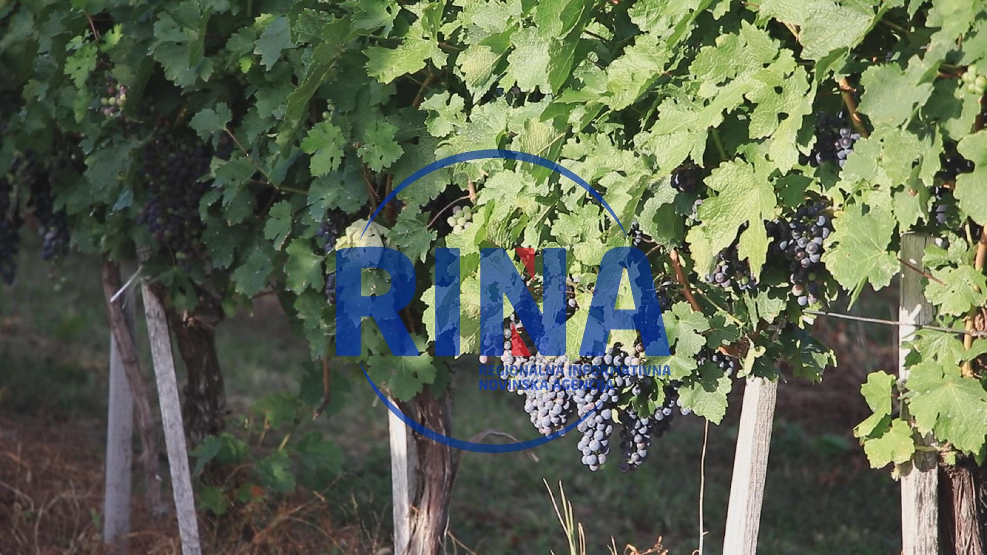 Obraše se vinogradi dole kod Topole: Za vikend se u srpskoj Toskani ...